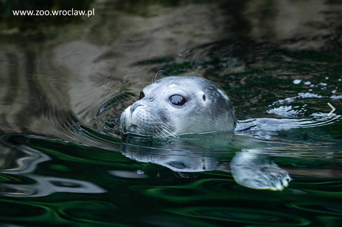 Nowi mieszkańcy we Wrocławskim ZOO Foki Pospolite