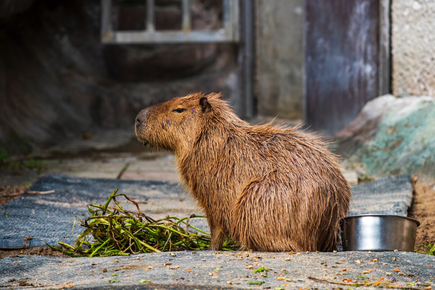 Mieszkańcy wrocławskiego zoo: Poznajcie kapibarę (wrocławiarę) Mieszkańcy wrocławskiego zoo: Poznajcie kapibarę (wrocławiarę)